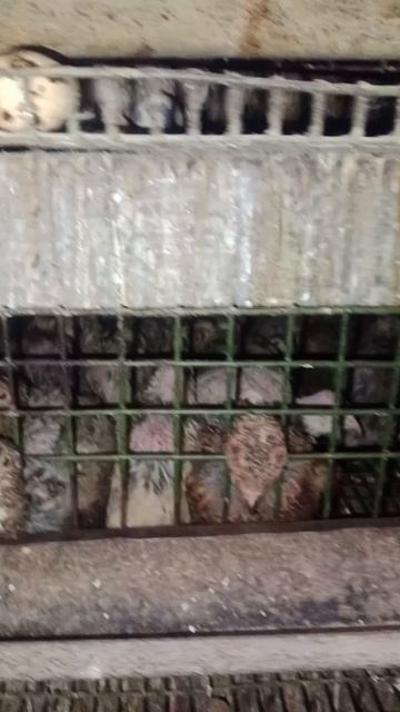 Перепелиная ферма