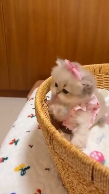 милый котик  | cute kitty