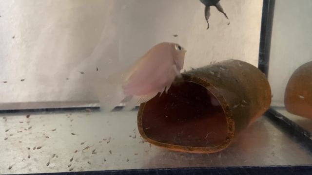 Цихлиды дали смешанных Мальков во второй раз