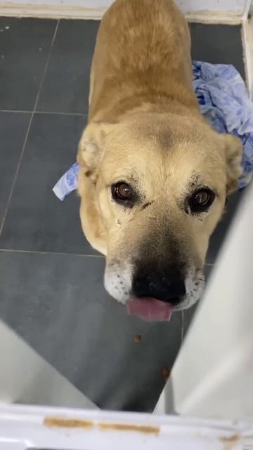 НОВИЧОК В ПРИЮТЕ рыжий добряк