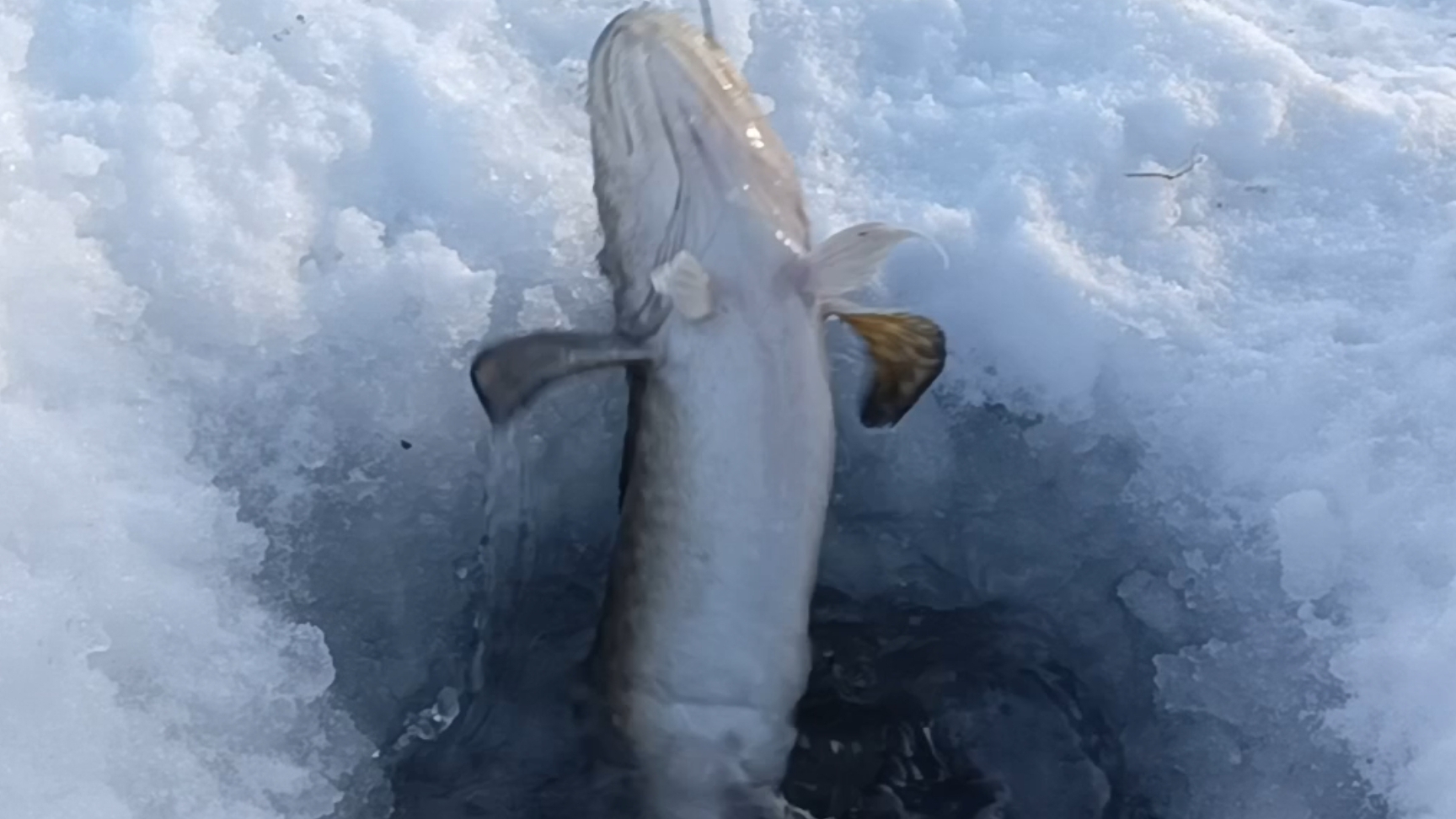 Проверка тычек на налима.31.12.25г.