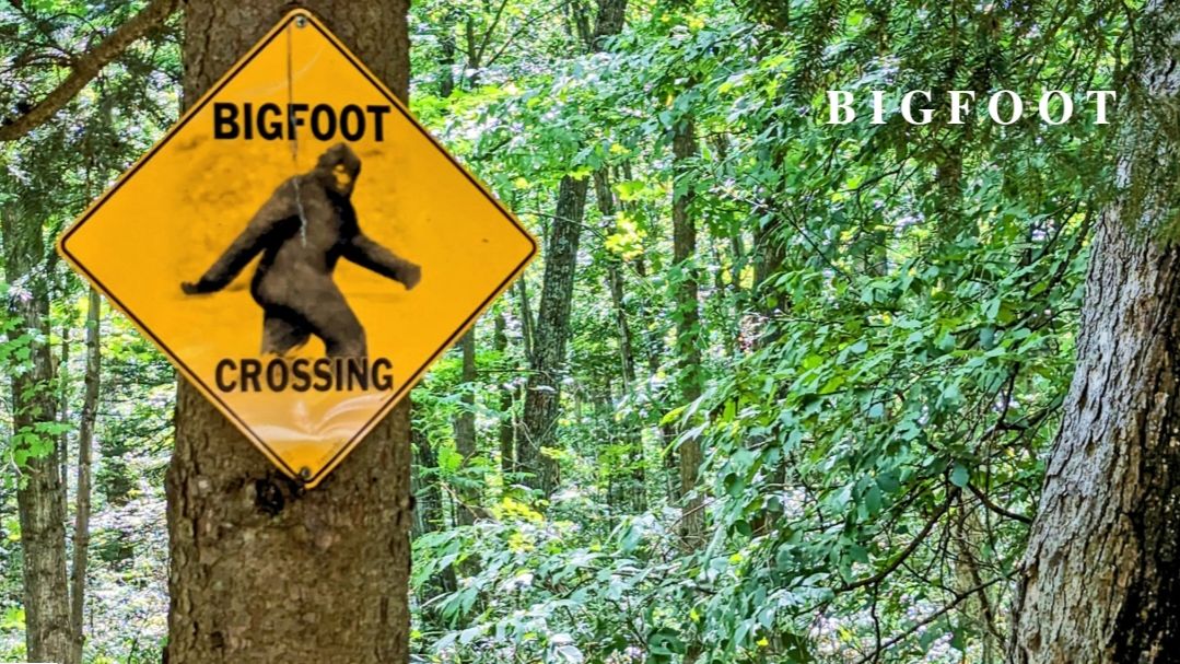 КОРОТКОМЕТРАЖНЫЙ ФИЛЬМ "БИГФУТ" |𝐒𝐇𝐎𝐑𝐓 𝐅𝐈𝐋𝐌 𝐁𝐈𝐆𝐅𝐎𝐎𝐓