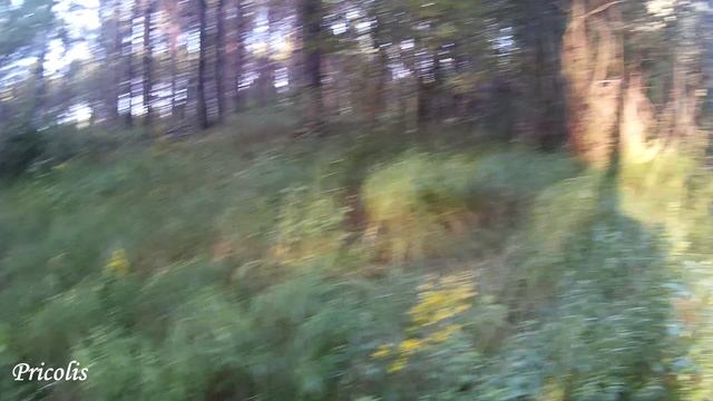 Отдых с Димой на Ментовском озере 15.08.2017