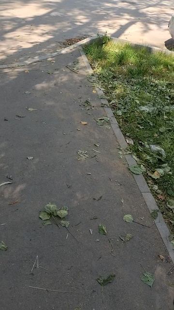 №574	Двор П. Осипенко 48. 15 августа 2025 г., 15:48:54 VID_20250815_154835707