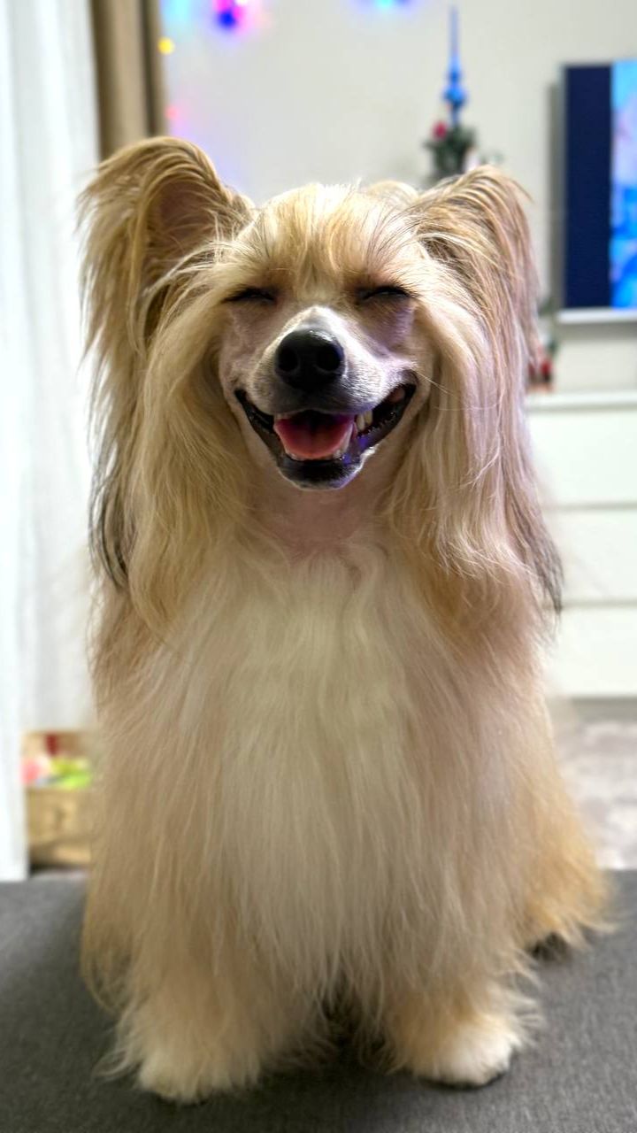 Poale Ell Veles 1 января 2026 года. Утро, Архангельск.