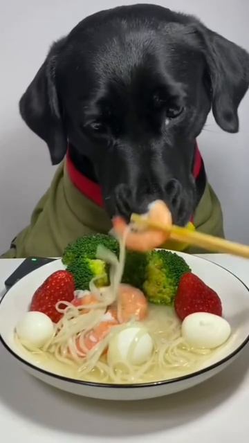 Как правильно кормить собаку? ПОСЛУШНО.РУ