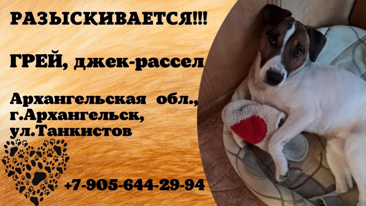 Пропала собака! ГРЕЙ, джек-рассел. Архангельская обл., г.Архангельск.