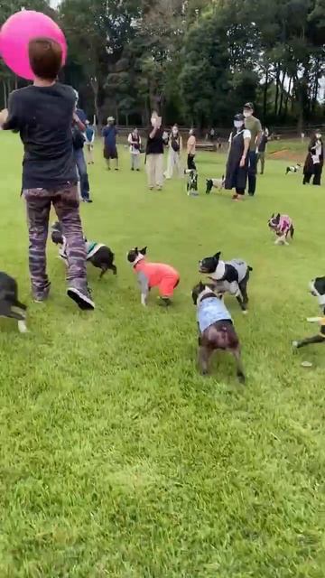 Профессиональный футбол собаками