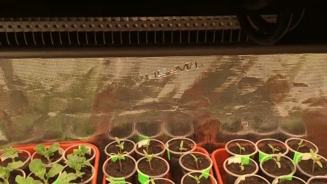 Еще раз о подсветке рассады. Подстраиваюсь под разные светильники.