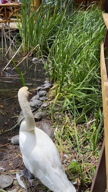 Черепашье озеро, дразним лебедя