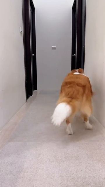 Фотосессия собачки