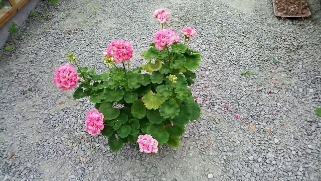 Розебудные пеларгонии. Часть 2 - трое из ларца...