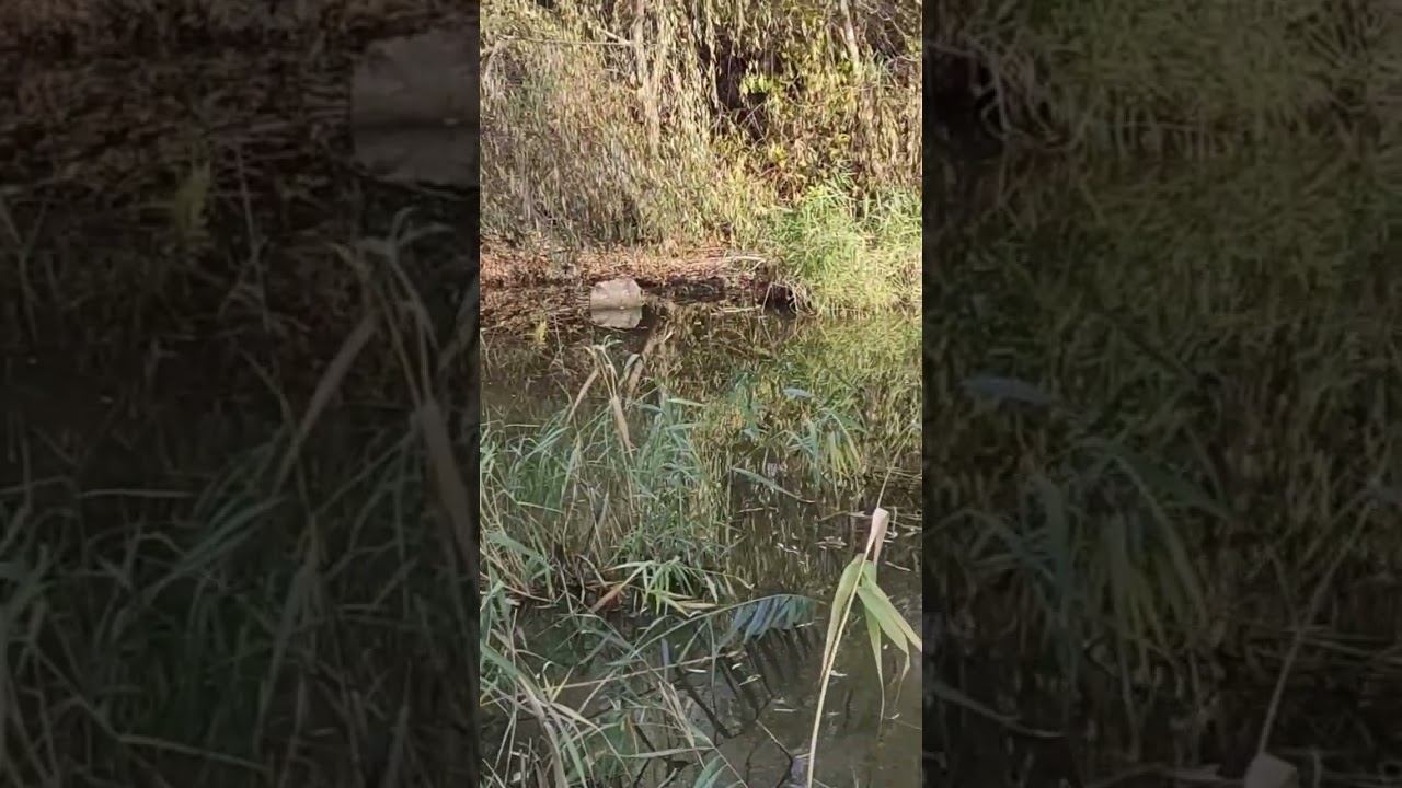 Обстановка на Понуре часть 2, другой ракурс.