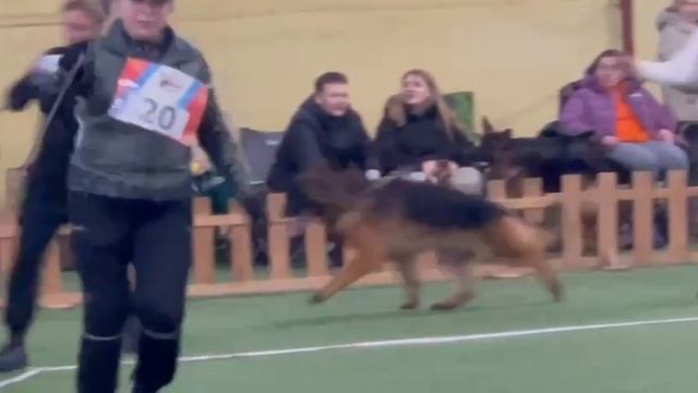 ЮНИОРЫ КОБЕЛИ / КЧК БРОННИЦЫ 20 декабря`25 Е.Силаева Моно немецких овчарок