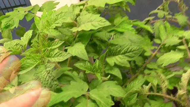 О подсветке рассады - лампа Марс Гидро, Флора и другие.