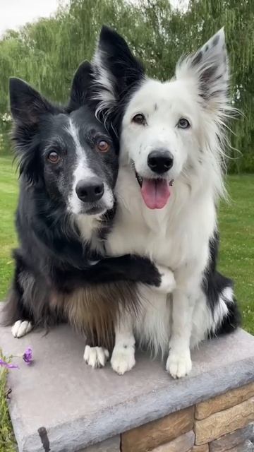 Фотосессия собак.