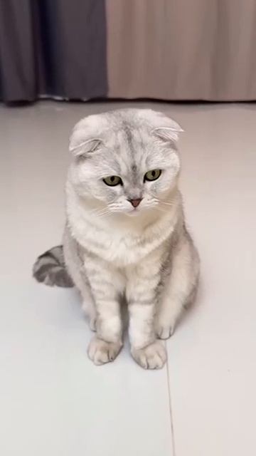 Этот взгляд в конце😂  Ёлка должна быть повержена до конца! ;) 🎄