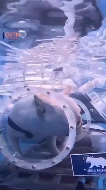 По словам авторов, за несколько лет они протестировали их на 60 животных и «всем понравилось»