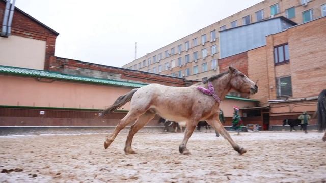 Лошади и пони!