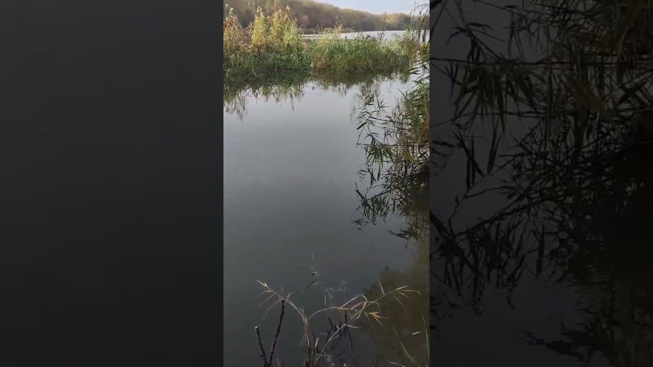 Обстановка на Понуре часть 1.