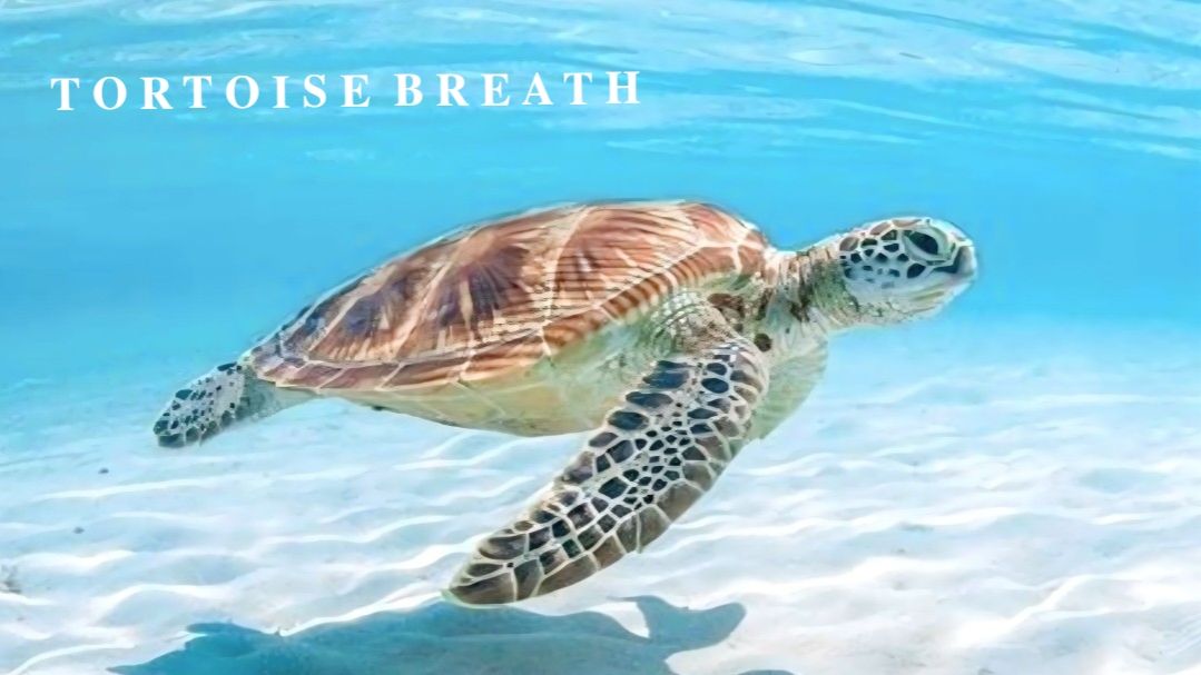 ДЫХАНИЕ ЧЕРЕПАХИ | 𝐓𝐎𝐑𝐓𝐎𝐈𝐒𝐄 𝐁𝐑𝐄𝐀𝐓𝐇