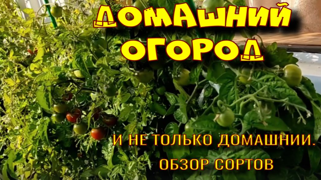 ДОМАШНИЙ ОГОРОД. СОРТА ДЛЯ ГОРШКОВ И ДАЧИ!