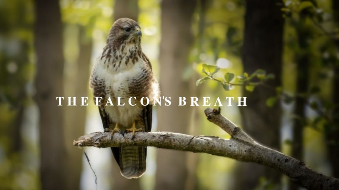ДЫХАНИЕ СОКОЛА | 𝐓𝐇𝐄 𝐅𝐀𝐋𝐂𝐎𝐍'𝐒 𝐁𝐑𝐄𝐀𝐓𝐇