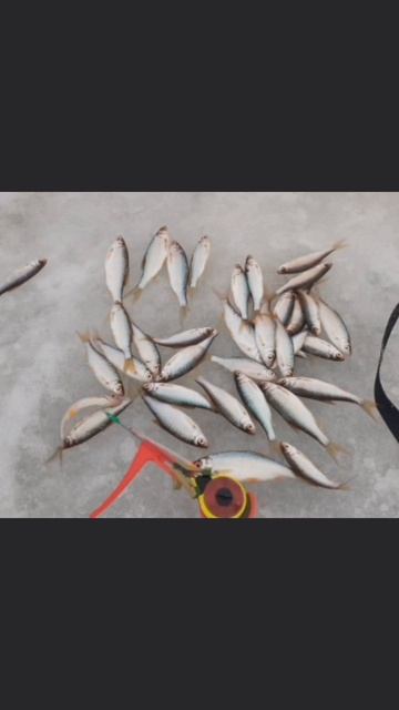 Немного порыбачил подловил живца🎣 Рыбачил на мормышку с мотылем🎣 Прикормка Стерля (Сыр).