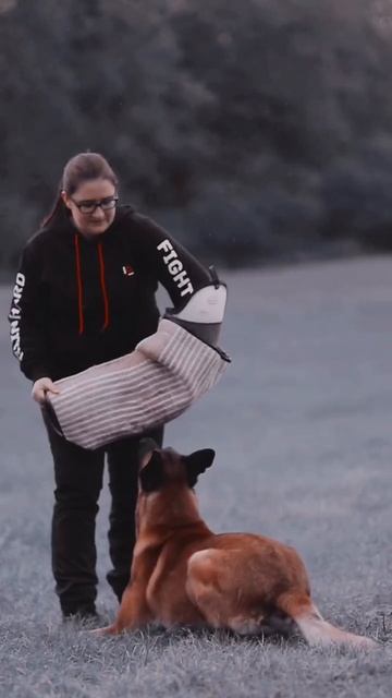 Собака тряпичница.  Результат современной дрессировки.