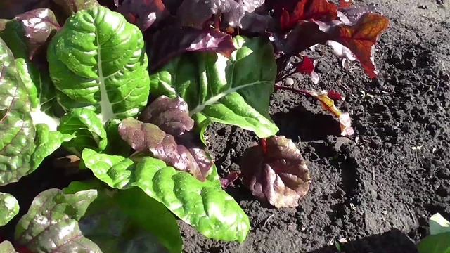 Смеси сортов мангольда