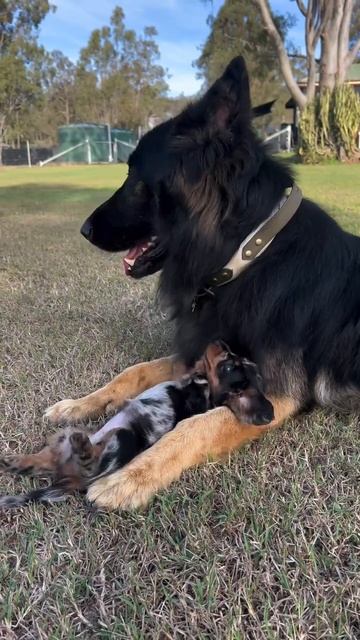 ЗООГОСТИНИЦА без вольеров