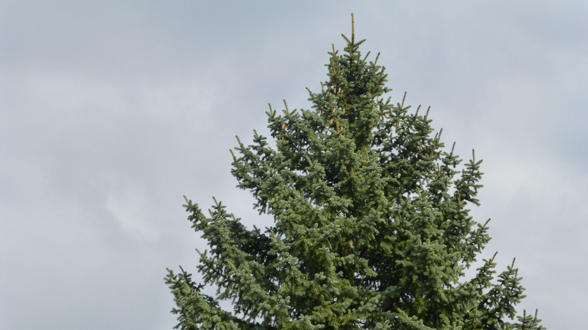 БЛАГОСЛОВЕНИЕ НА 2026 ГОД / МОЛИТВА В ЛЕСУ 🙏