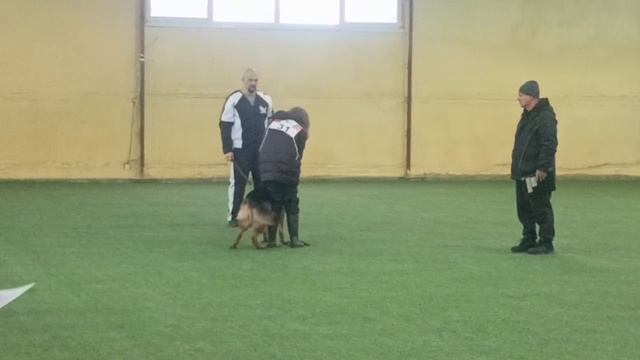 5 Отл. NILO di Torre Guardia +++ №31. БРОННИЦЫ 20 декабря`25 Моно немецких овчарок