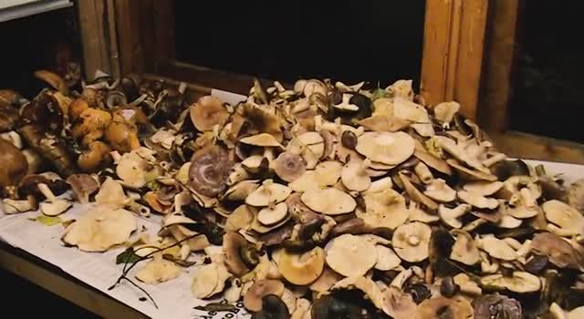 Итоги грибного дня. 7 сентября 2016 года.