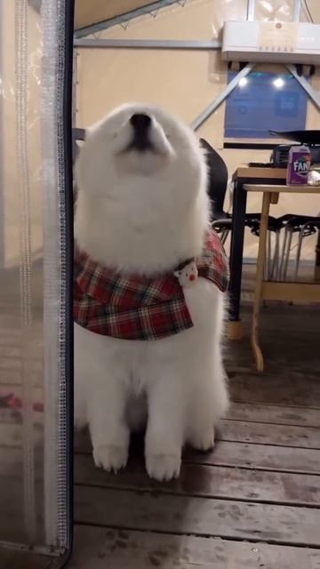 Самоедская лайка.