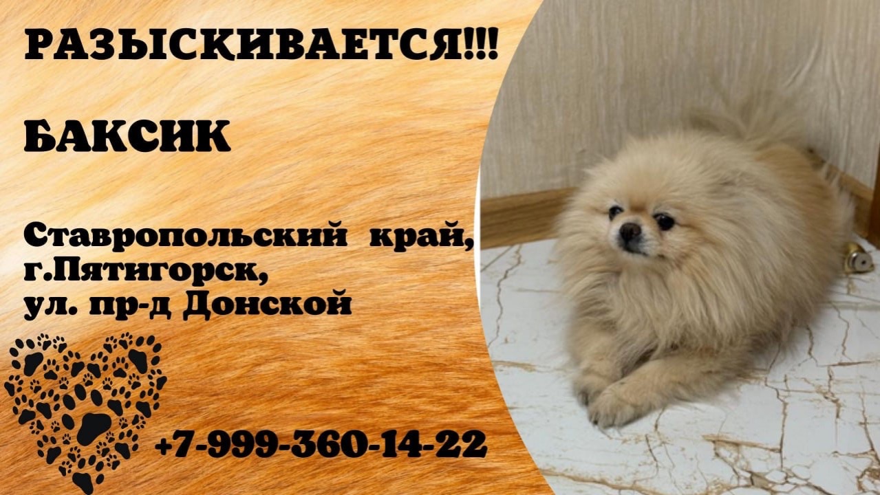 Пропала собака! БАКСИК. Ставропольский край, г.Пятигорск.