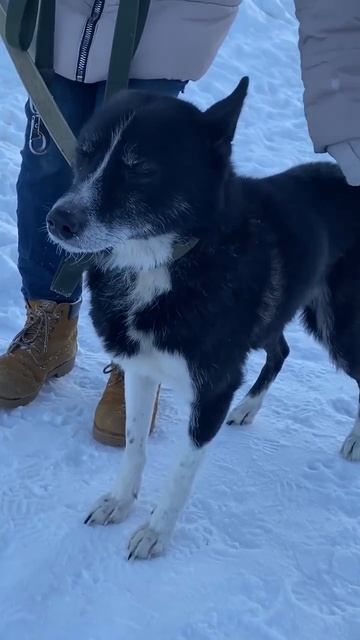 🙏ПОМОГИТЕ! ИЩЕМ ТЕПЛЫЙ ДОМ ДЛЯ АСИ❗