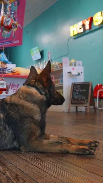 Социализация собаки