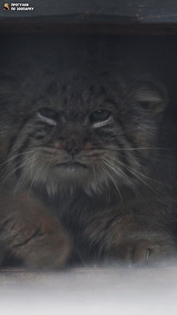 Манул Свэн выполз из домика. Ленинградский зоопарк