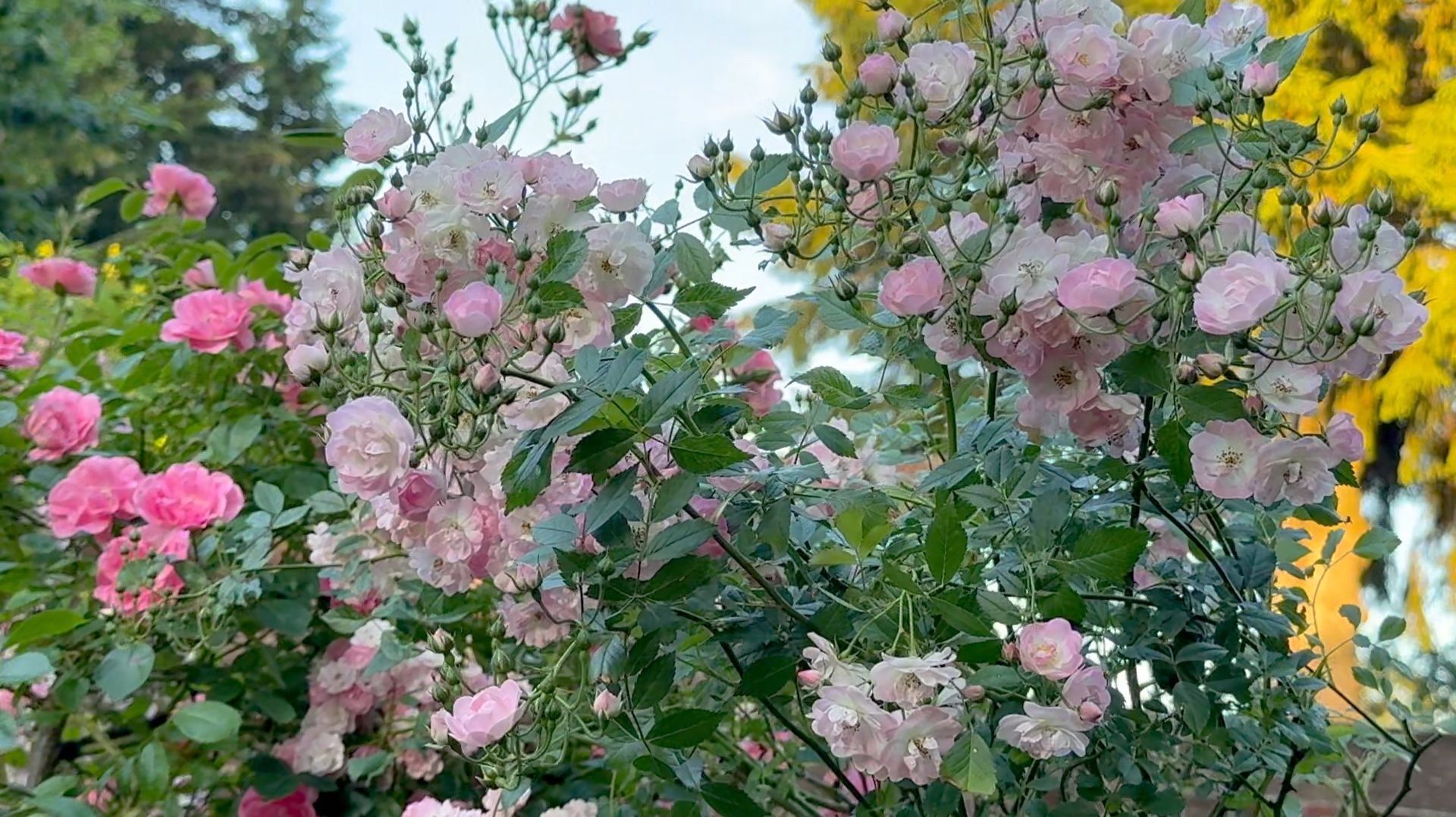 Июль в Саду 19 июля 2025 часть 3