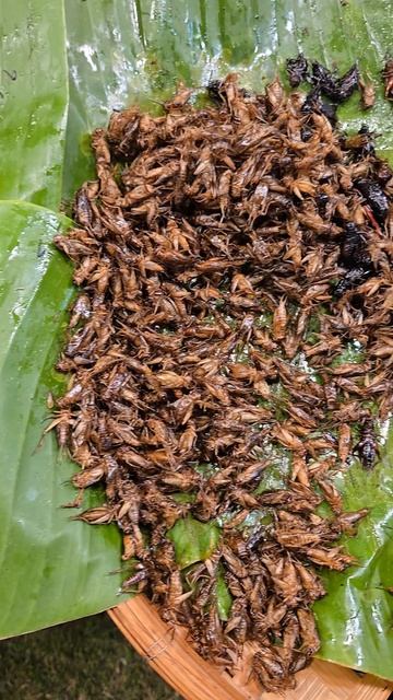 Жареные насекомые на тайском рынке