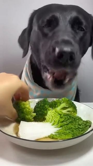 Как правильно кормить собаку? ПОСЛУШНО.РУ