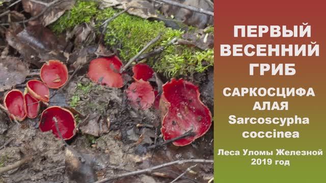 Первый весенний гриб. Саркосцифа алая. 2019 год.