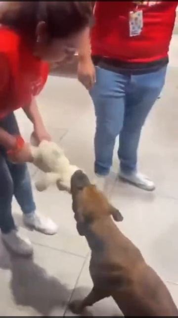 Порадовали пёсика