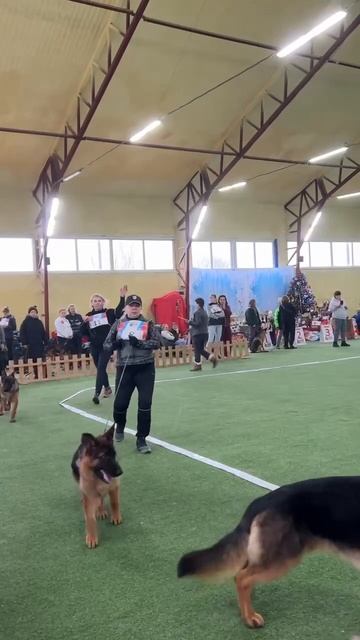 ЩЕНКИ КОБЕЛИ / КЧК БРОННИЦЫ 20 декабря`25 Е.Силаева Моно немецких овчарок