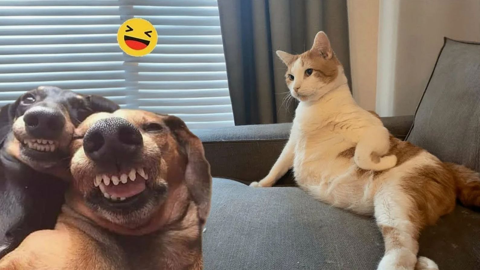 СМЕШНЫЕ КОТЫ! Смешные видео  наши любимые смешные животные