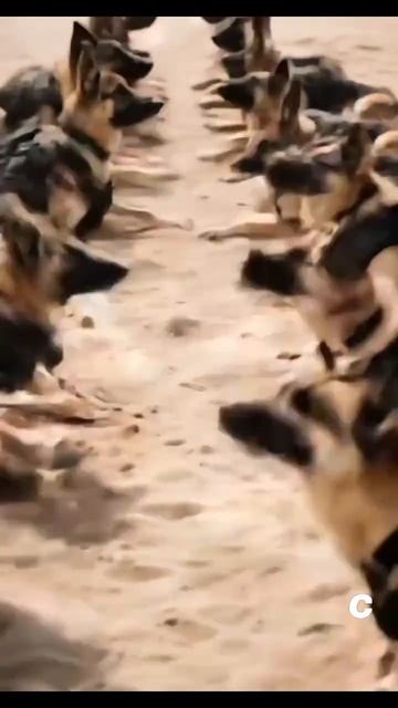 ПРОФЕССИОНАЛЬНАЯ ДРЕССИРОВКА СОБАК