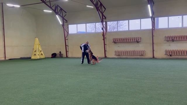 6 Отл. Ирендорф ЖОФРЕЙ +++ №28. БРОННИЦЫ 20 декабря`25 Моно немецких овчарок