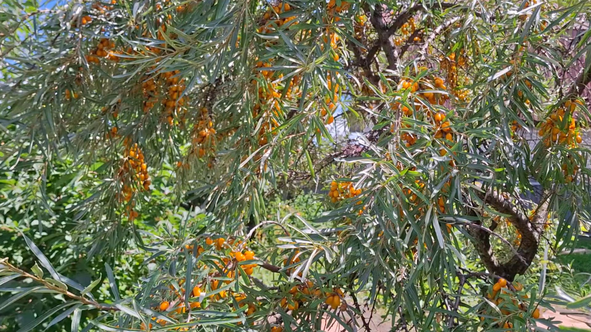 Облепиха не только полезная ягода, но и декоративный куст.