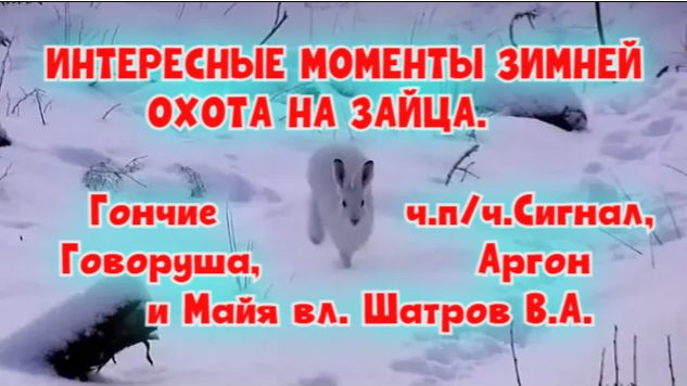 ИНТЕРЕСНЫЕ МОМЕНТЫ ЗИМНЕЙ ОХОТА НА ЗАЙЦА. Гончие Сигнал, Говоруша, Аргон и Майя вл. Шатров В.А.#топ